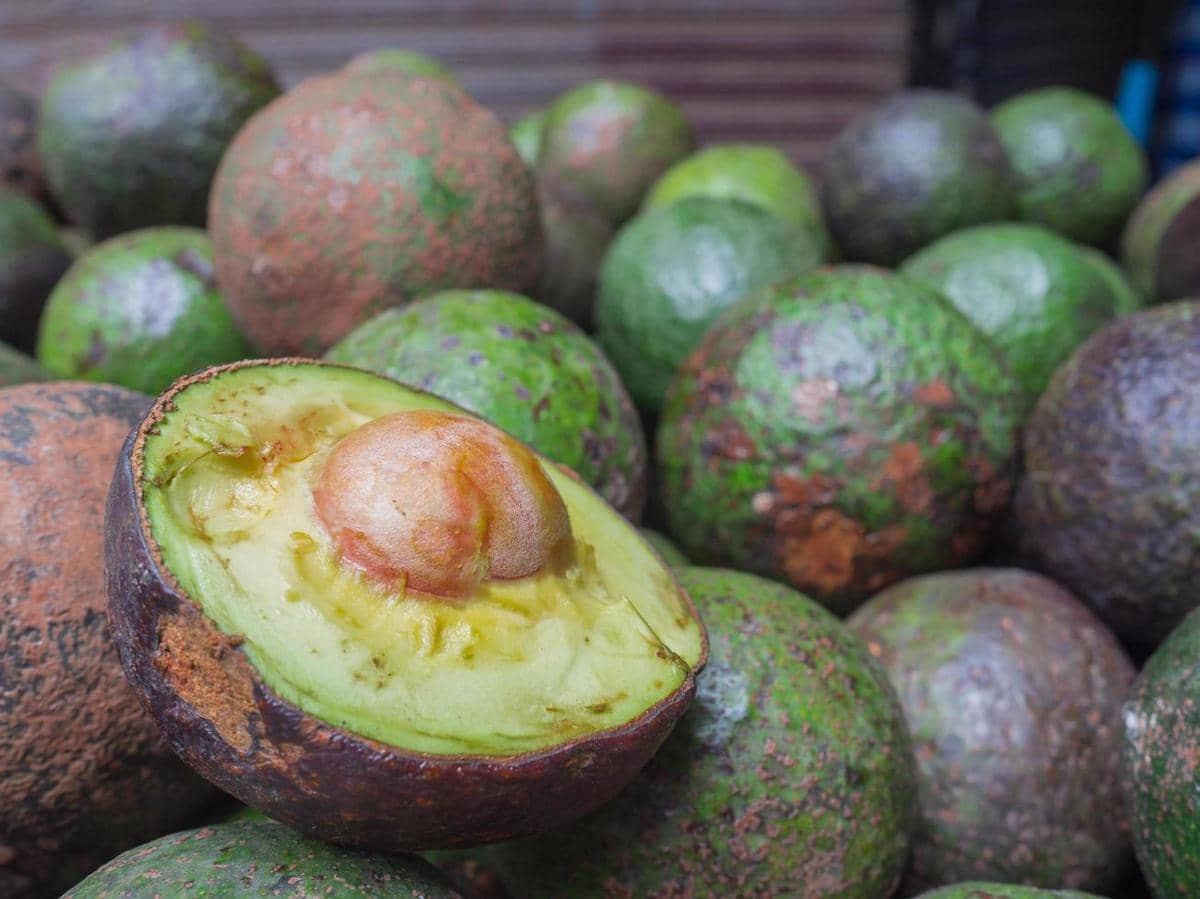 10 Cara Menyimpan Alpukat agar Cepat Matang, Gampang! | IDN Times