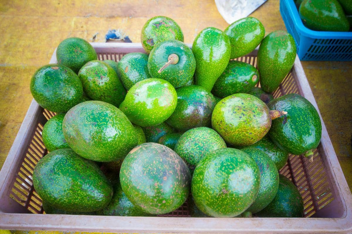 10 Cara Menyimpan Alpukat agar Cepat Matang, Gampang! | IDN Times