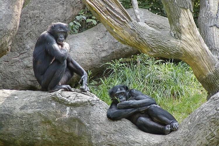 6 Fakta Menarik Kera Bonobo, Punya Dinamika Kehidupan Sosial yang Unik ...