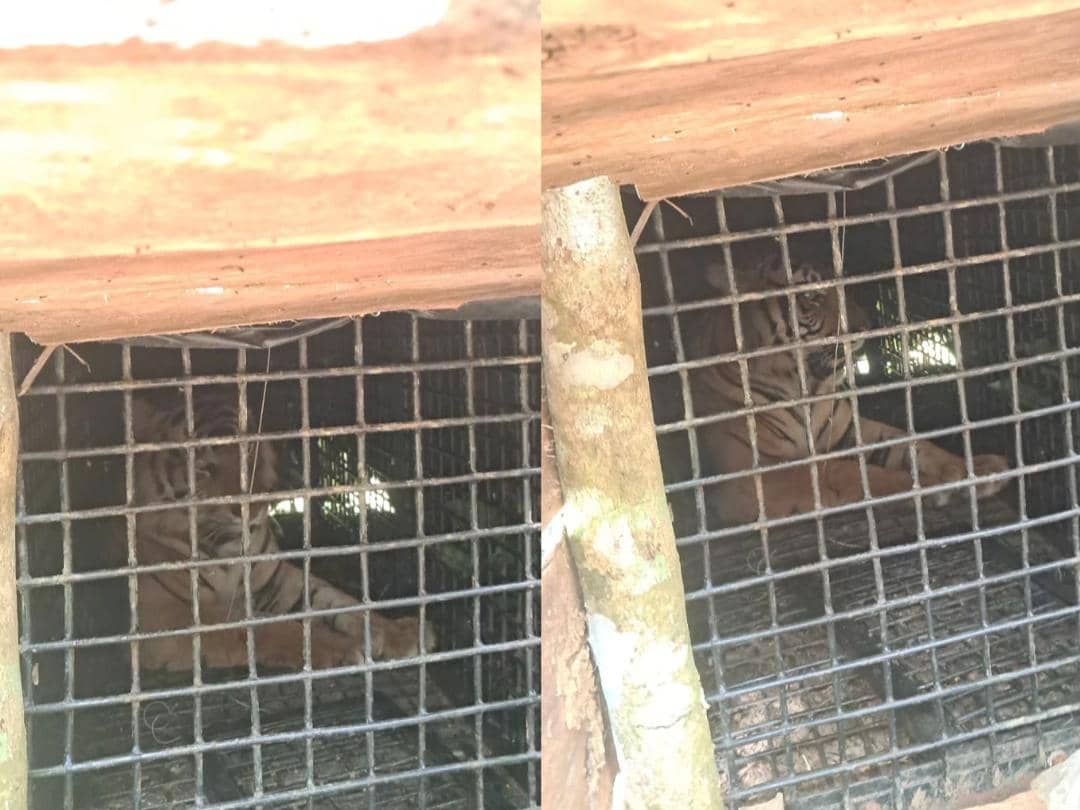 Harimau Bakas Mati, Aktivis Satwa Desak Evaluasi Prosedur Translokasi ...