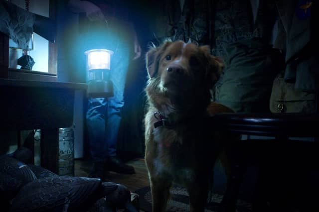 5 Film Horor yang Hampir Gak Ada Dialognya, Ada Good Boy | IDN Times