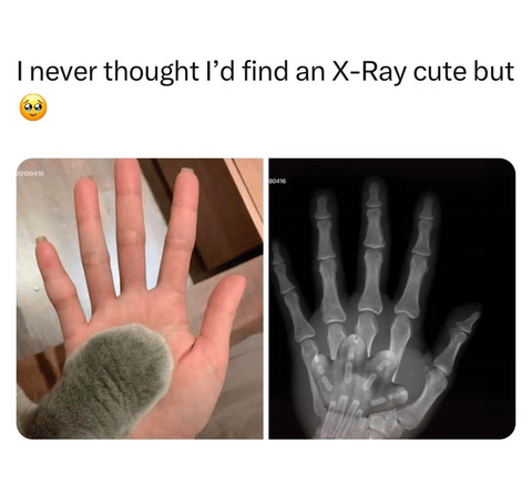 8 Meme Kaki Kucing, Lucu dan Gemas Semua! | IDN Times