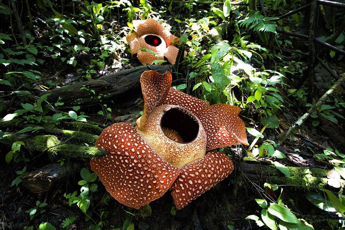 7 Fakta Rafflesia Arnoldii, Bunga Terbesar di Dunia Endemik Indonesia ...