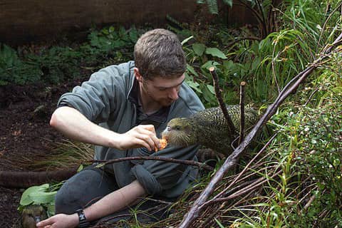 5 Fakta Unik Kakapo, Burung Nokturnal yang Jadi Primadona Peneliti ...
