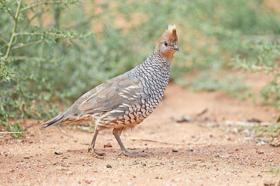 7 Fakta Unik Scaled Quail, Burung Puyuh Bersisik dari Amerika | IDN Times