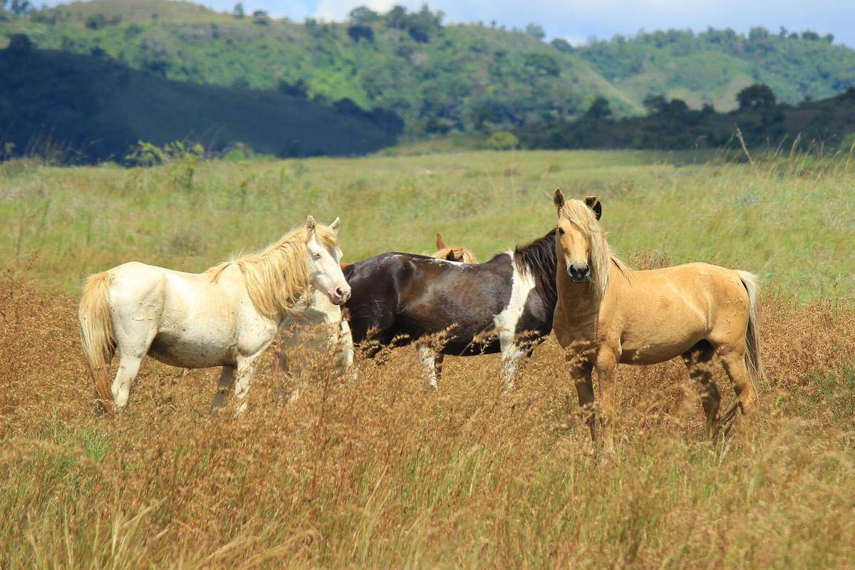 5 Fakta Unik Kuda Sandalwood, Ras Kuda Poni Asli Indonesia yang Sakral ...