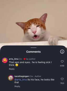 8 Meme Ekspresi Wajah Kucing | IDN Times