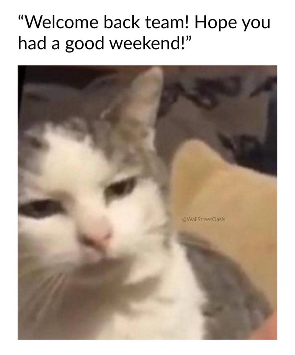 8 Meme Ekspresi Wajah Kucing | IDN Times