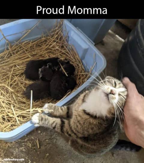 8 Meme Ekspresi Wajah Kucing | IDN Times