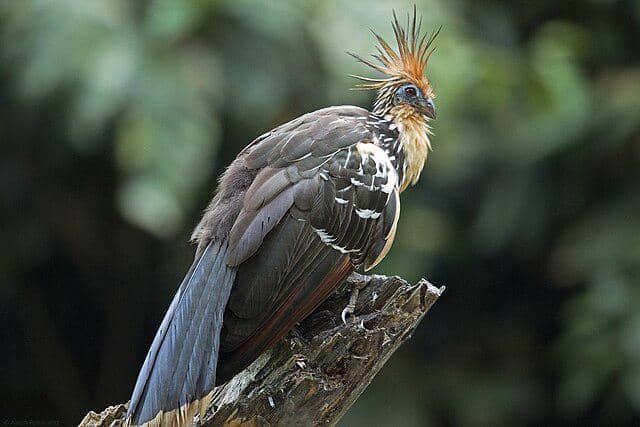 5 Fakta Unik Hoatzin, Burung Prasejarah yang Hidup di Amazon | IDN Times