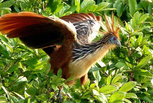 5 Fakta Unik Hoatzin, Burung Prasejarah yang Hidup di Amazon | IDN Times