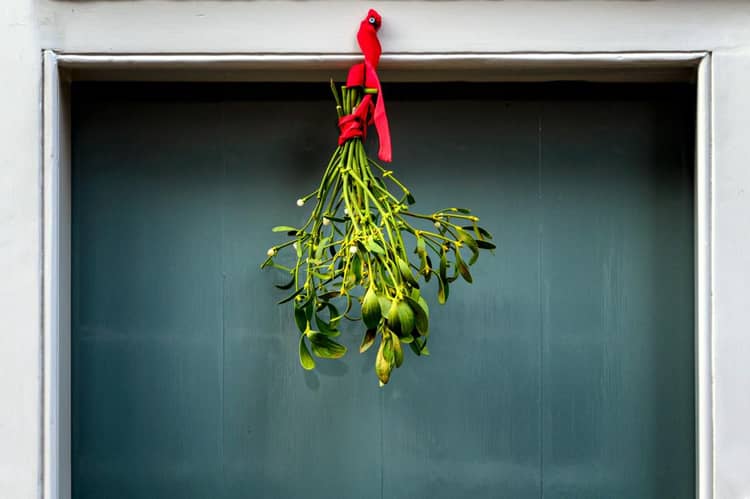 5 Fakta Unik Mistletoe, Tanaman Ikonik yang Selalu Hadir di Hari Natal ...