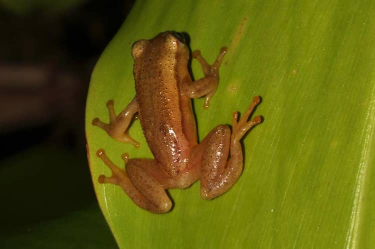 5 Fakta Katak Pisang Knysna, si Permata Afrika yang Terancam Punah ...