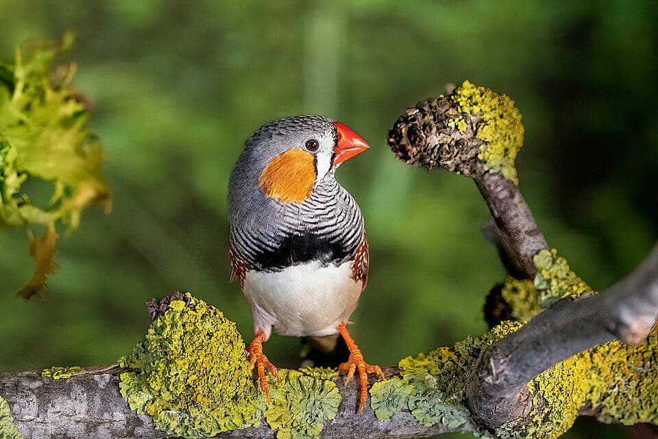 7 Fakta Unik Burung Pipit Loreng, si Mungil yang Curi Hati Banyak Orang ...