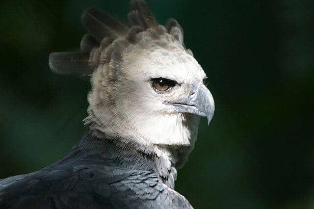 5 Fakta Harpy Eagle, Burung Elang Terkuat yang Pernah Dikenal Manusia ...