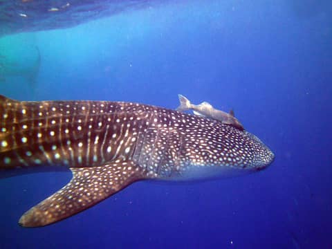 5 Spesies Ikan Remora, Tampilan Unik dan Suka Menempel Hewan Laut Lain ...
