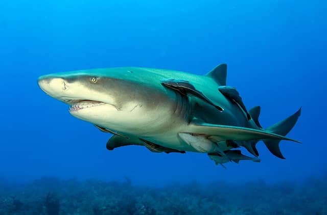 5 Spesies Ikan Remora, Tampilan Unik dan Suka Menempel Hewan Laut Lain ...
