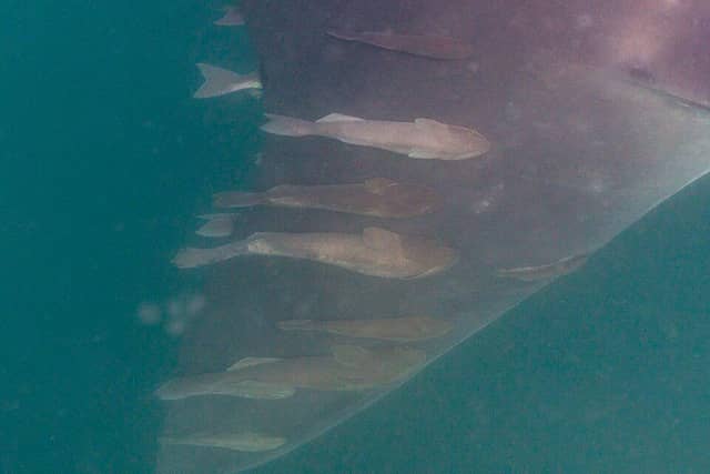 5 Spesies Ikan Remora, Tampilan Unik dan Suka Menempel Hewan Laut Lain ...