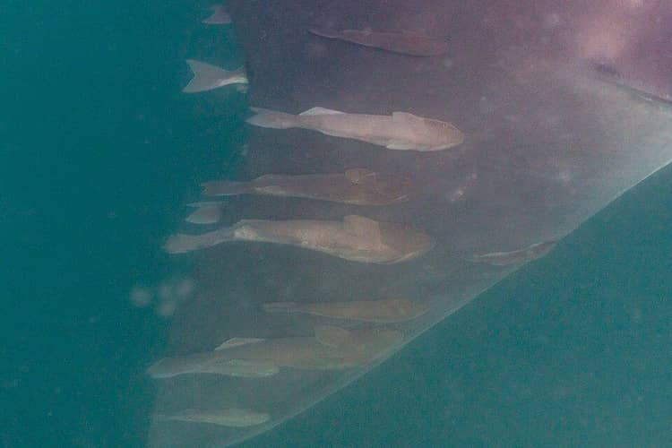 5 Spesies Ikan Remora, Tampilan Unik dan Suka Menempel Hewan Laut Lain ...