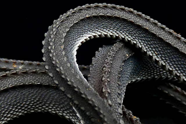 5 Fakta Ular Naga, Garang di Luar, Pemalu dan Penakut di Dalam | IDN Times