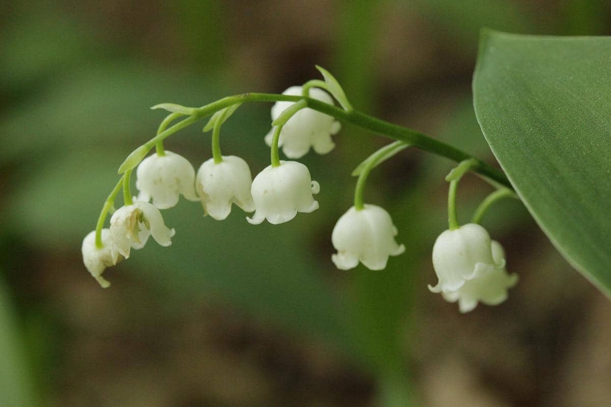5 Fakta Bunga Lily of the Valley, Bunga Kesayangan Kerajaan Inggris ...