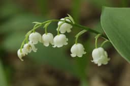 5 Fakta Bunga Lily of the Valley, Bunga Kesayangan Kerajaan Inggris ...