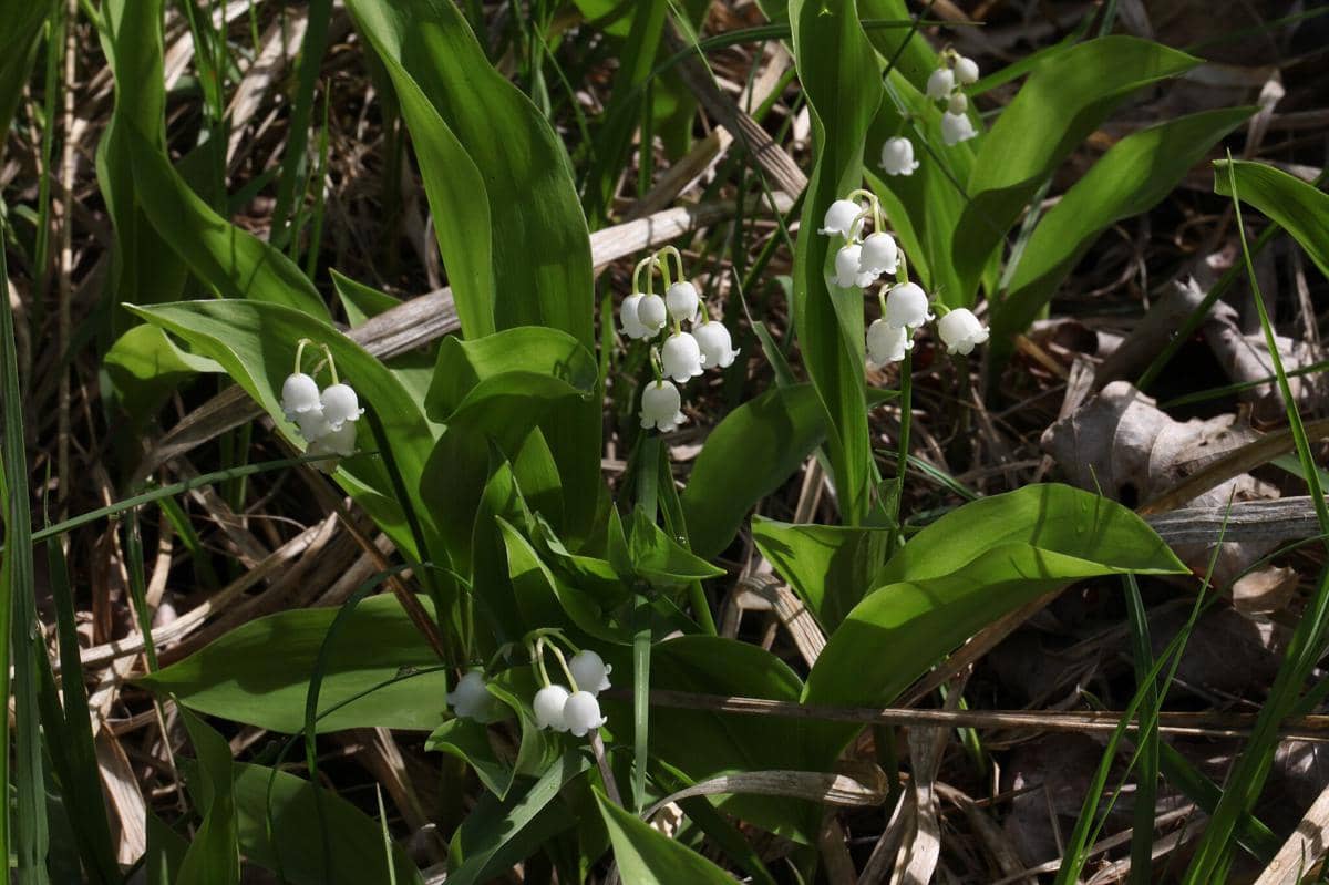 5 Fakta Bunga Lily of the Valley, Bunga Kesayangan Kerajaan Inggris ...