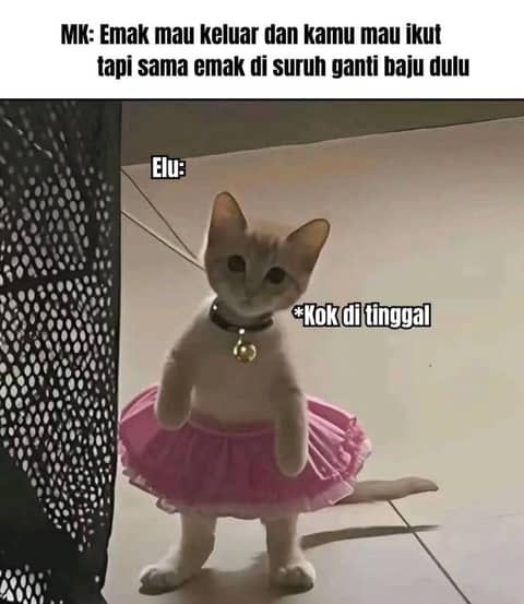 Meme Kucing yang Ekspresinya Terlalu Manusiawi | IDN Times
