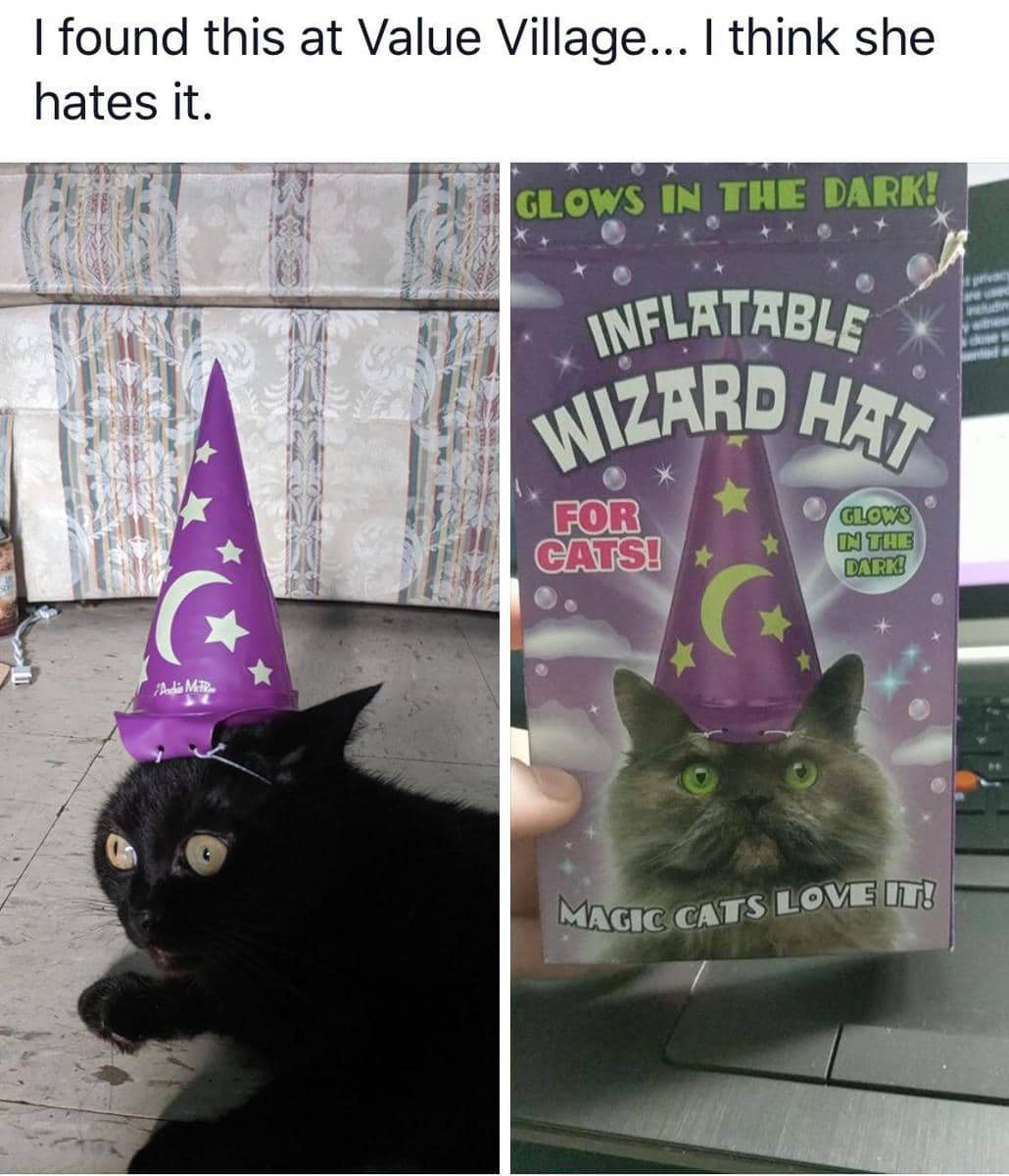 8 Meme Kucing tentang Topi, Terlihat Makin Gemas! | IDN Times