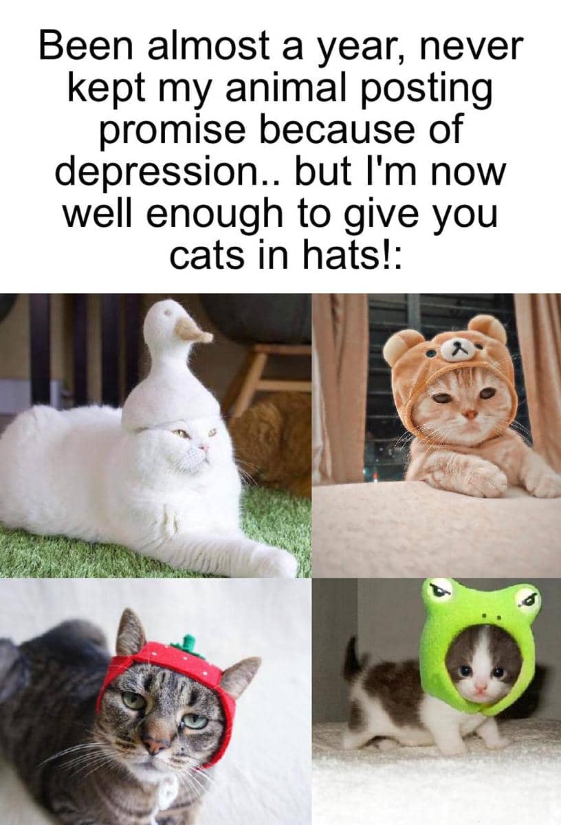 8 Meme Kucing tentang Topi, Terlihat Makin Gemas! | IDN Times