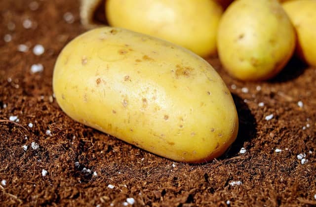 5 Jenis Kentang dan Kegunaannya untuk Masakan Harian | IDN Times