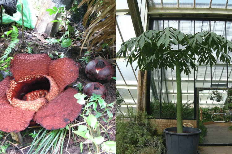 Apa Bedanya Rafflesia dan Bunga Bangkai Raksasa? | IDN Times