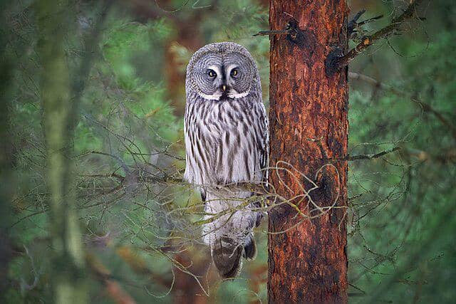 5 Fakta Great Grey Owl, Burung Pemburu Hening dari Hutan Boreal | IDN Times
