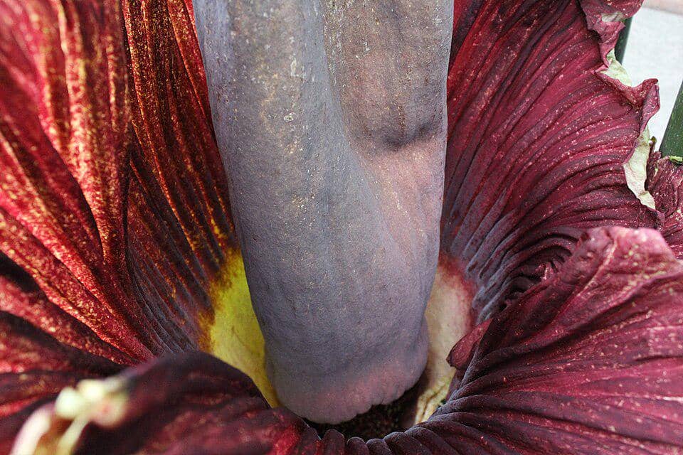 Apa Bedanya Rafflesia dan Bunga Bangkai Raksasa? | IDN Times