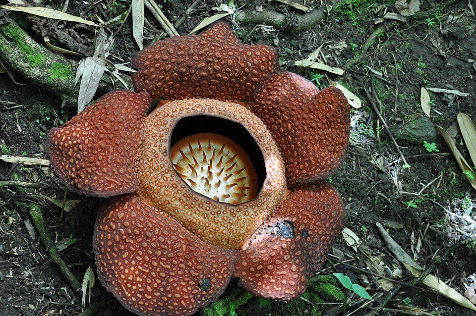 Kenapa Rafflesia Disebut Bunga, padahal Tak Punya Tangkai dan Daun ...