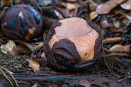 Kenapa Rafflesia Disebut Bunga, padahal Tak Punya Tangkai dan Daun ...