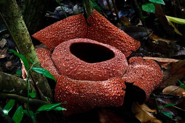 Kenapa Rafflesia Disebut Bunga, padahal Tak Punya Tangkai dan Daun ...