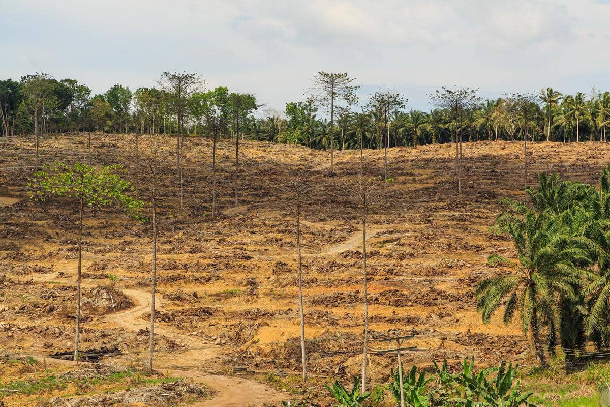 Replanting Sawit, Solusi Hijau atau Sekadar Menunda Krisis Ekologi ...