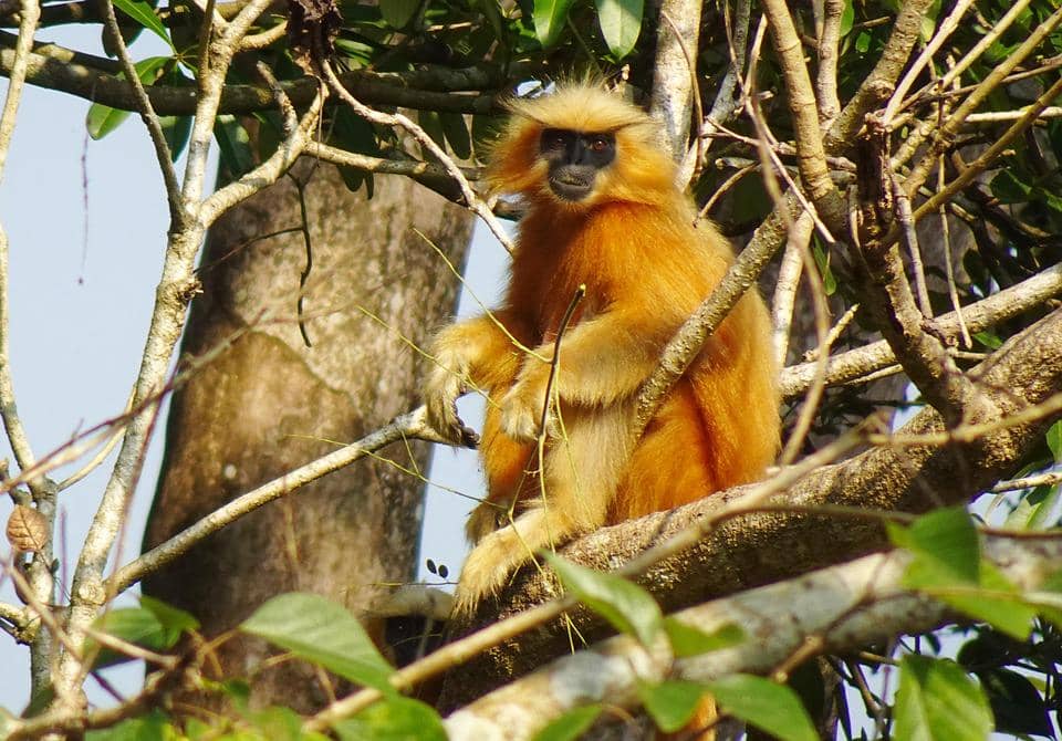 5 Spesies Lutung yang Terancam Punah | IDN Times