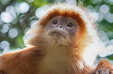 5 Spesies Lutung yang Terancam Punah | IDN Times