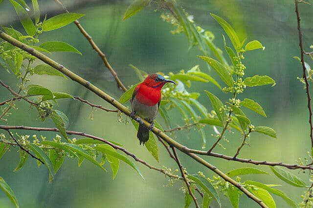 5 Fakta Crimson Sunbird, Burung Kecil Merah Cerah dari Asia Tenggara ...