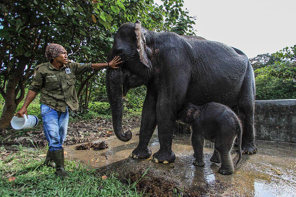 5 Fakta Taman Nasional Tesso Nilo di Sumatra, Rumah bagi Gajah Sumatra ...