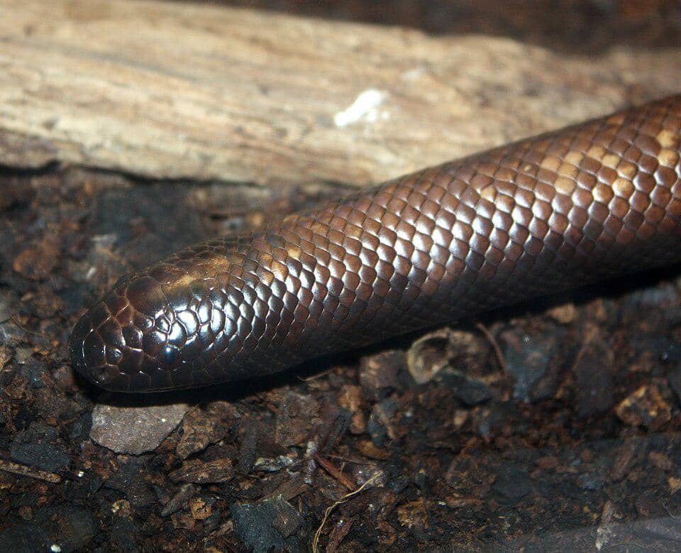 6 Fakta Calabar Ground Python, Ular dengan Ekor Mirip Kepala | IDN Times