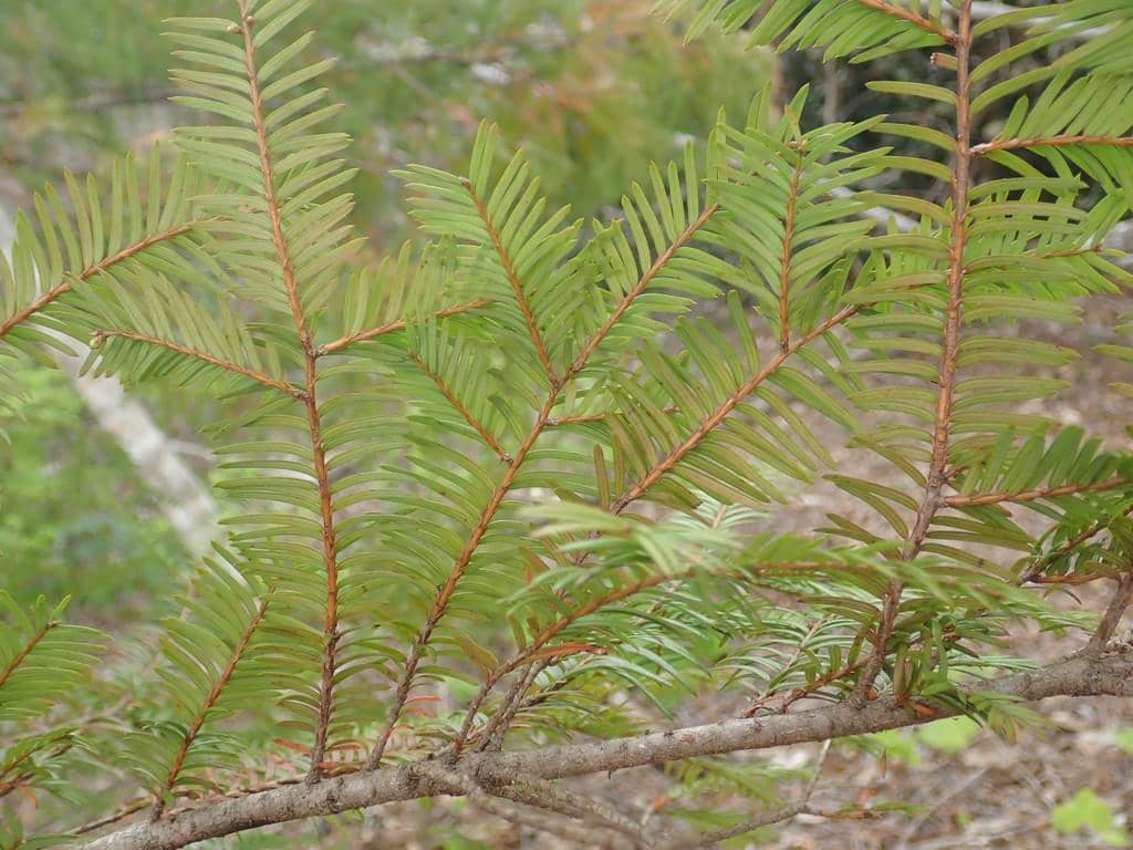 5 Fakta Menarik Florida Yew, Relik Es yang Bertahan di Florida | IDN Times