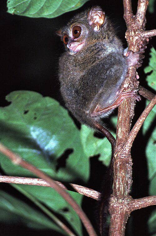 5 Fakta Tarsius Tangkasi, Primata Setia Bermata Besar dari Sulawesi ...