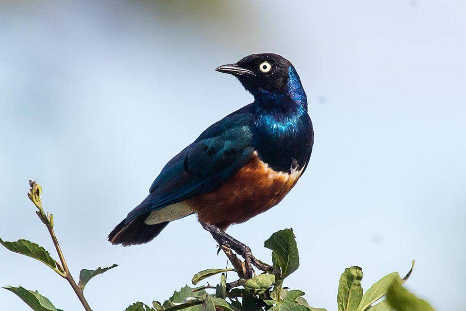 5 Fakta Lamprotornis Superbus, Burung Kilap Metalik Penjelajah Sabana ...