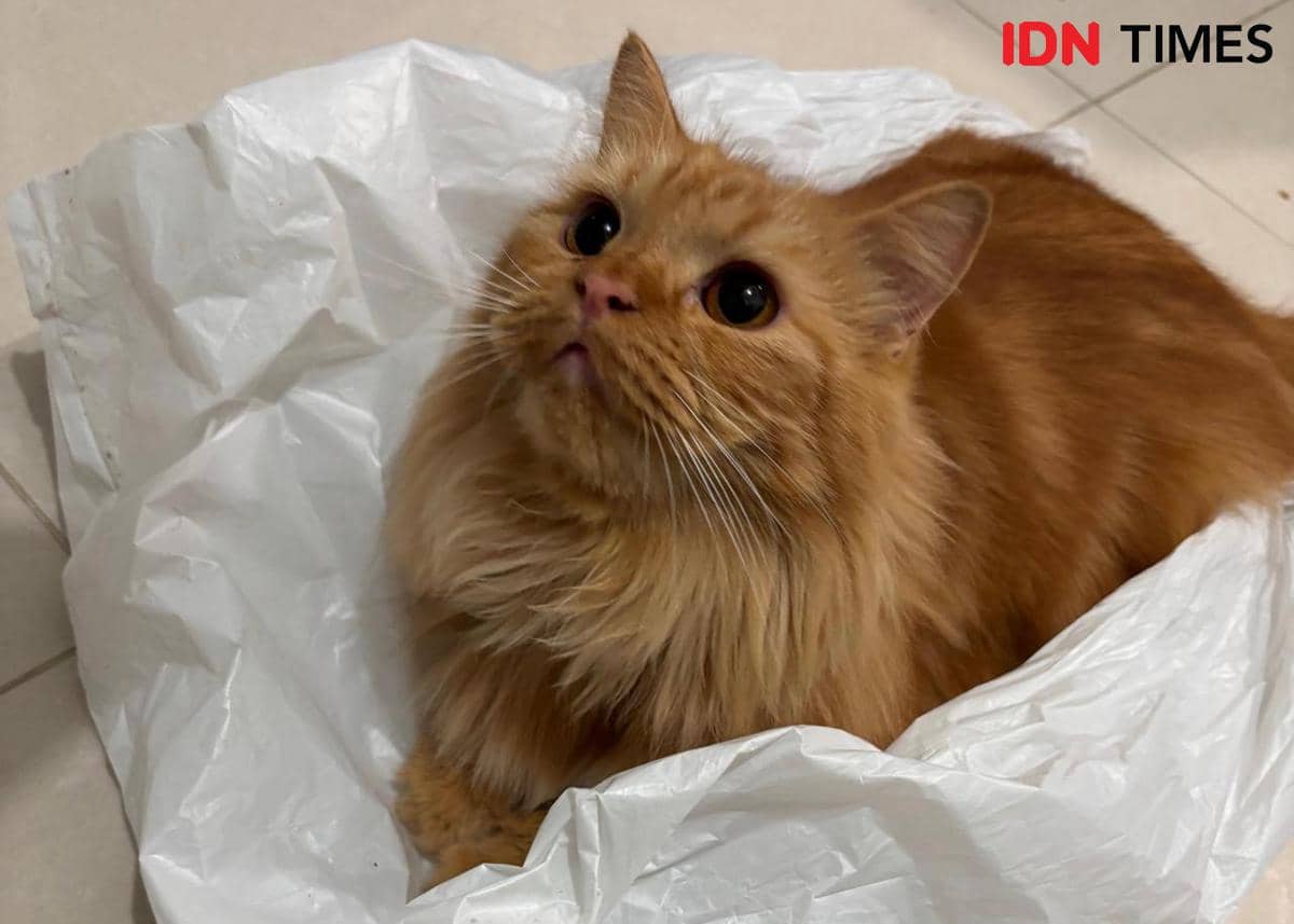 5 Fakta Menarik Kucing Merah Kalimantan, Hewan Liar Endemik yang Hampir ...