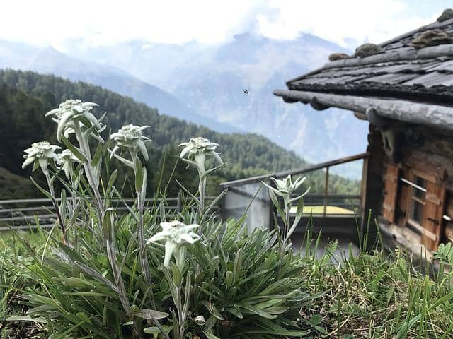 5 Fakta Luar Biasa Mengapa Edelweiss Disebut Bunga Abadi, Filosofis ...