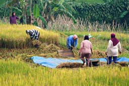 Jateng Mulai Panen Raya Padi, 3 Bulan Targetkan Hasil 3,35 Juta Ton ...
