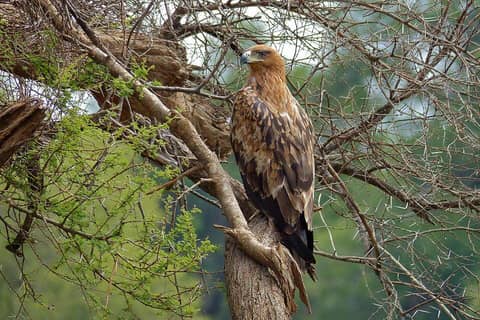 7 Fakta Burung Elang Cokelat, Pemakan Bangkai yang Jarang Diketahui ...